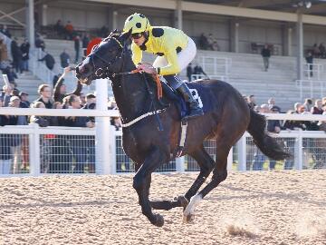 AWC | All Weather Championships