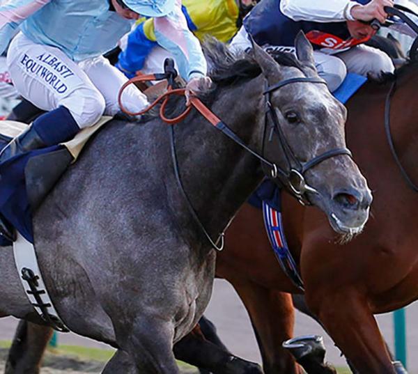 Race Categories | Take Part | All Weather Championships