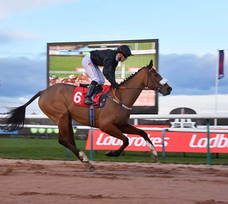 Race Categories | Take Part | All Weather Championships