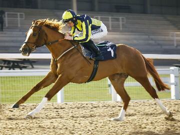 AWC | All Weather Championships